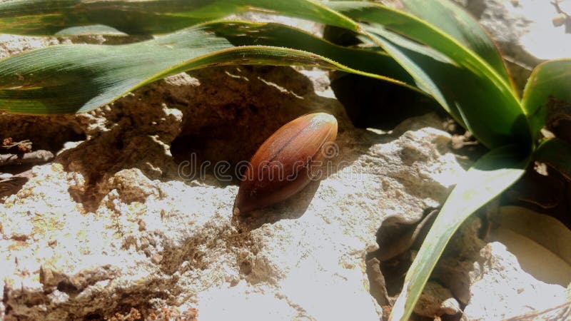 Texas Live Oak Acorn Macro stock image. Image of quercus - 105818441