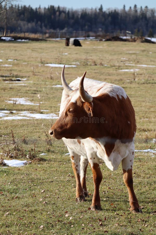 A Texas Long Horn Cow in Pasture. Stock Photo - Image of meadow, grass ...