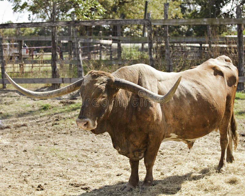 Texas Longhorn Bull stock photo. Image of longhorn, copy - 16861358