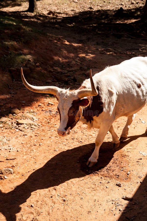 Texas Longhorn Cattle Bos Taurus Taurus Stock Image - Image of bovine ...