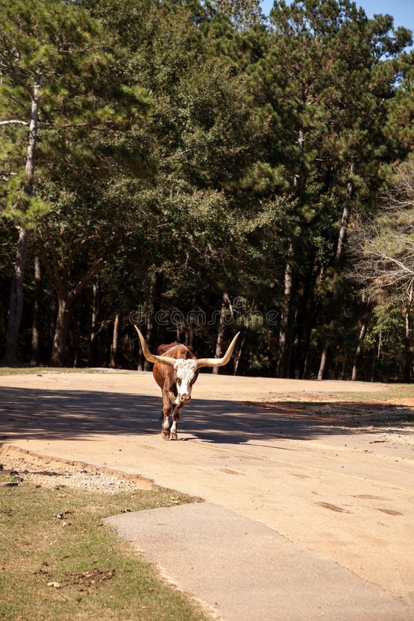 Texas Longhorn Cattle Bos Taurus Taurus Stock Image - Image of longhorn ...
