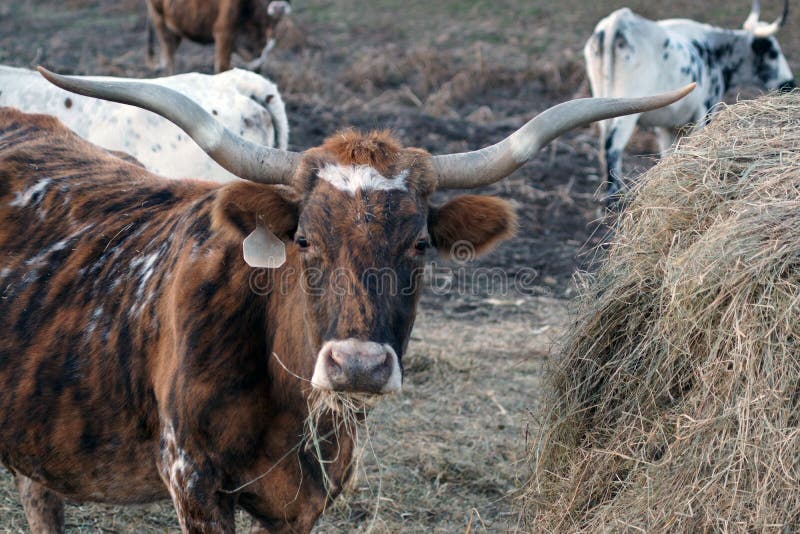 Texas Longhorn Cattle stock image. Image of back, looking - 62371357