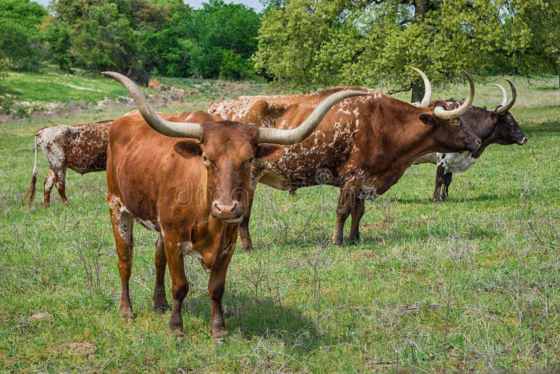Texas Longhorn Bulls, Barbed Wire, Texas Hill Country Stock Photo ...