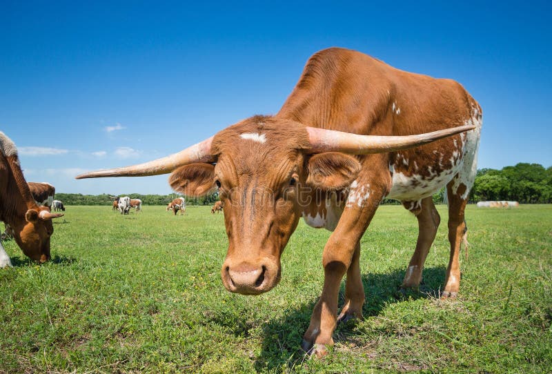 Texas Longhorn Cattle Grazing on Spring Pasture Stock Image - Image of ...