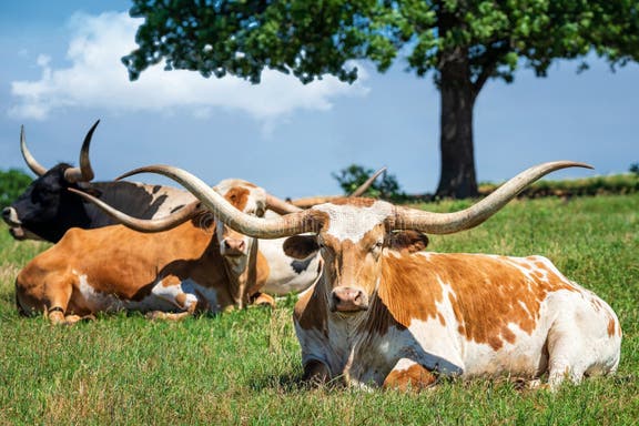 Texas Longhorn Cattle in the Spring Pasture Stock Image - Image of ...