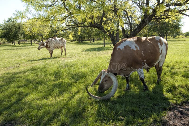 Texas Longhorn Cattle in Pasture 12 Stock Photo - Image of green ...