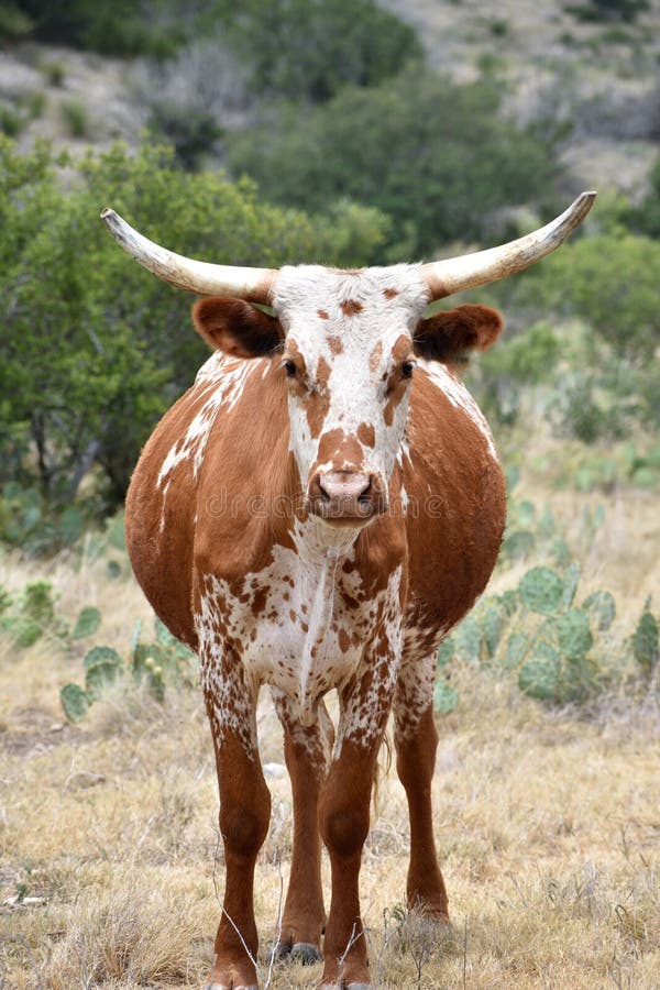 Texas Longhorn Cattle Portrait Stock Photo - Image of country ...
