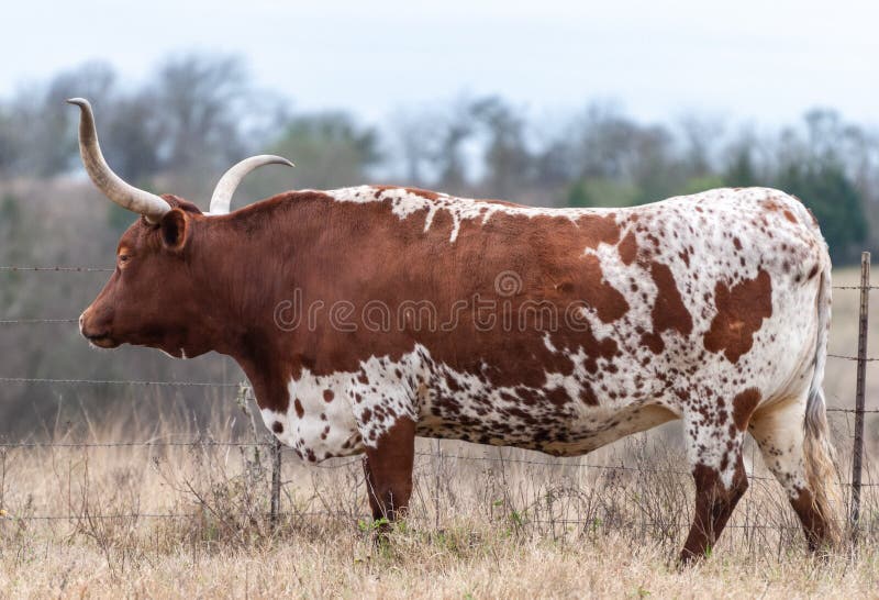 Texas Longhorn Cow in Texas Stock Photo - Image of eukaryotic, america ...