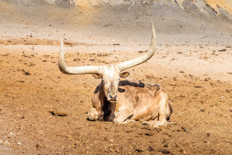 Texas Longhorn Cow Laying on the Ground Stock Image - Image of nature ...