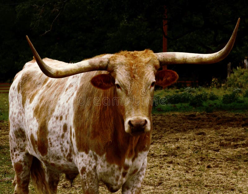 Texas Longhorn stock photo. Image of guard, agriculture - 53041306