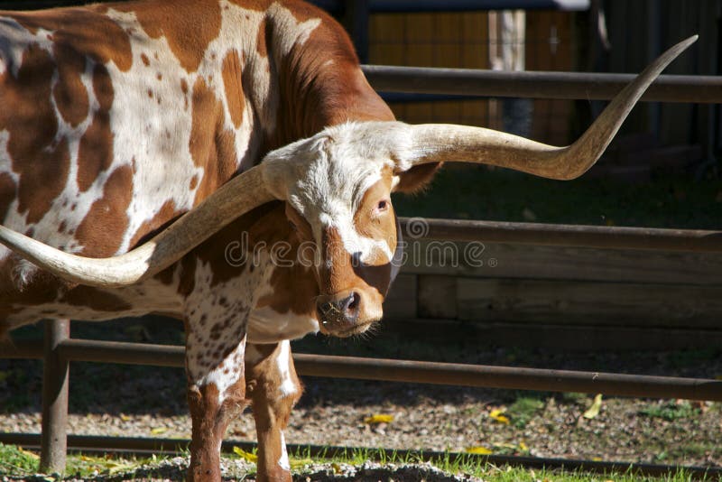 Texas Longhorn Looking at Camera Stock Photo - Image of meat, horns ...