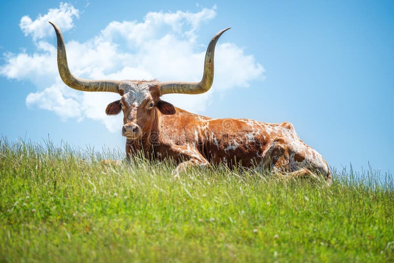 Texas Longhorn Lying Down in the Grass Stock Image - Image of blue ...