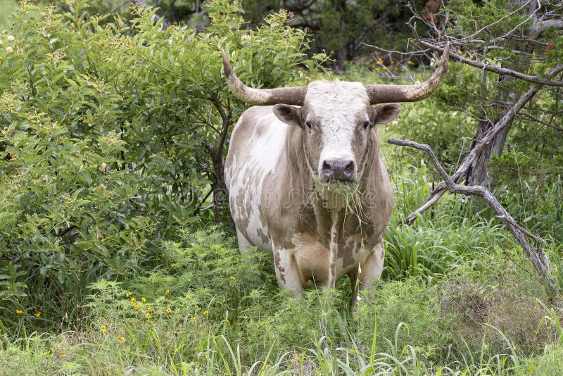 Toro Salvaje De Texas Longhorn Que Descansa En Hierba De Pradera Foto ...