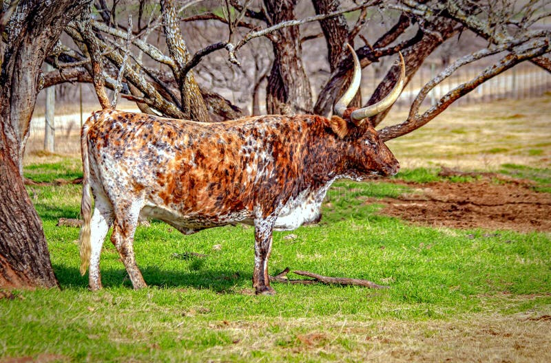 Texas Longhorn Standing in Front of Trees Stock Photo - Image of ...