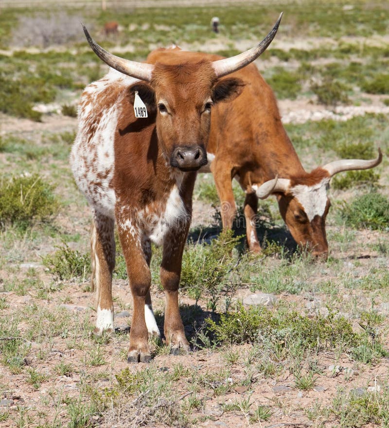 Two Texas Longhorns stock image. Image of closer, front - 49874487