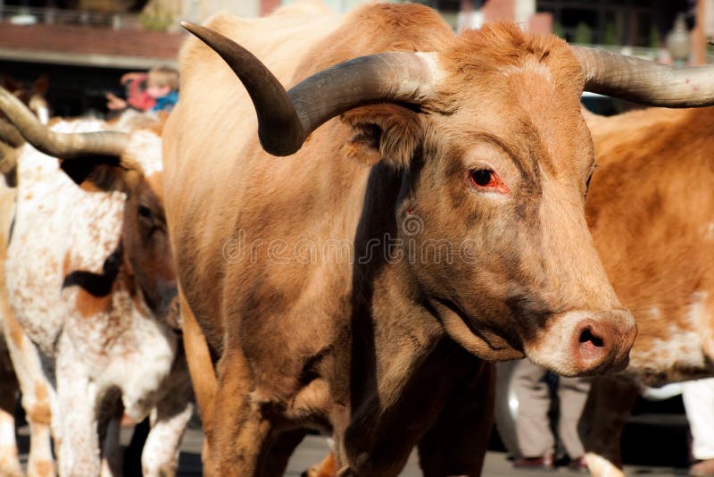 Oxen stock photo. Image of williamsburg, snout, animal - 6201842