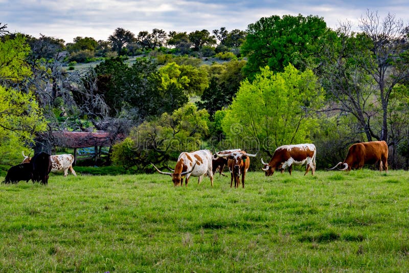 A Big Texas Longhorn Steer Grazing in a Pasture with Wildflowers ...