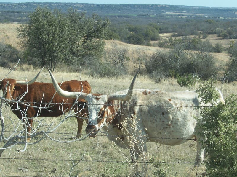 Texas Longhorns on Ranch in Winter Stock Image - Image of longhorns ...