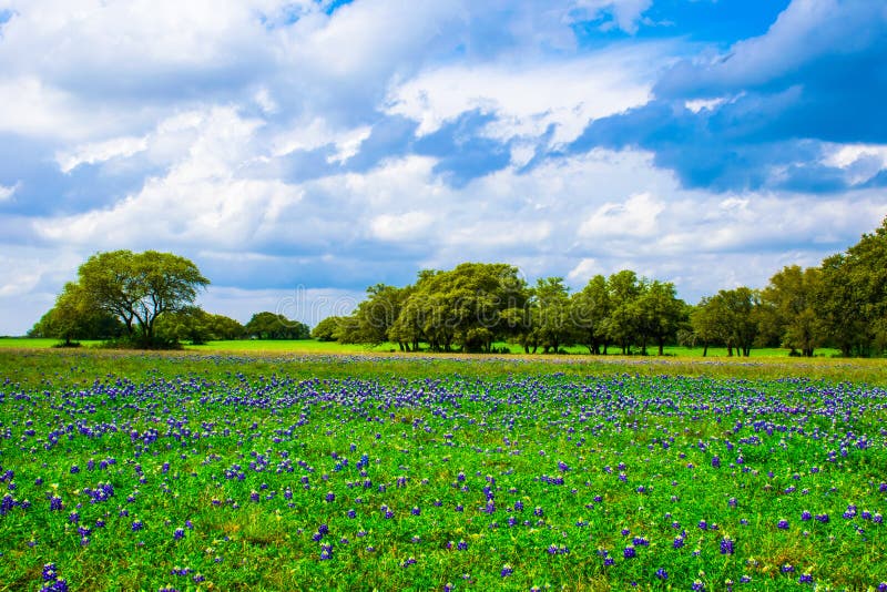 Texas Meadow Bluebonnet Field in Primavera Fotografia Stock - Immagine ...