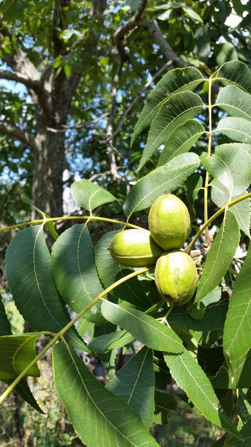 Native Texas Pecans on the Tree Stock Image - Image of leaves, autumn ...