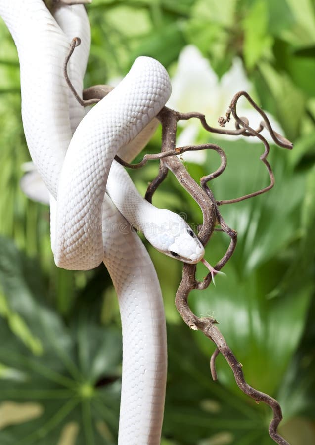 Dry branch stock photo. Image of tinder, isolated, objects - 12368970