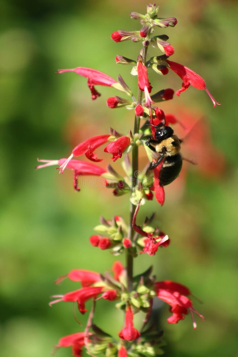 426 Pollination Salvia Plant Animation Stock Photos - Free & Royalty ...