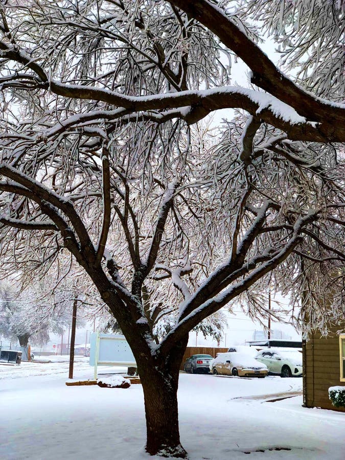 Texas snow fall on tree stock photo. Image of plant - 224843878
