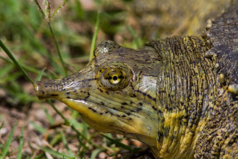 Texas Spiney Softshell stock image. Image of wildlife - 84028095