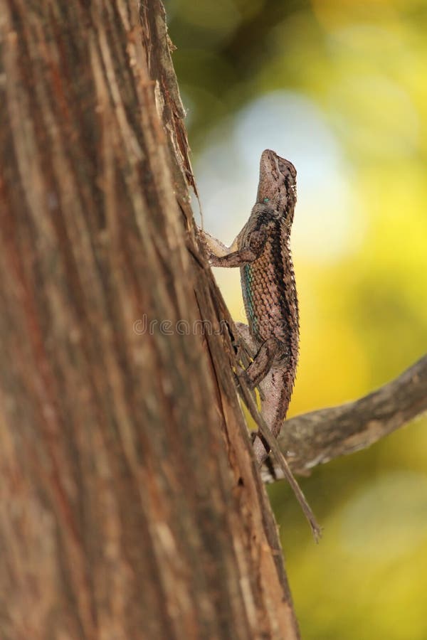 46 Texas Spiny Lizard Tree Photos - Free & Royalty-Free Stock Photos ...