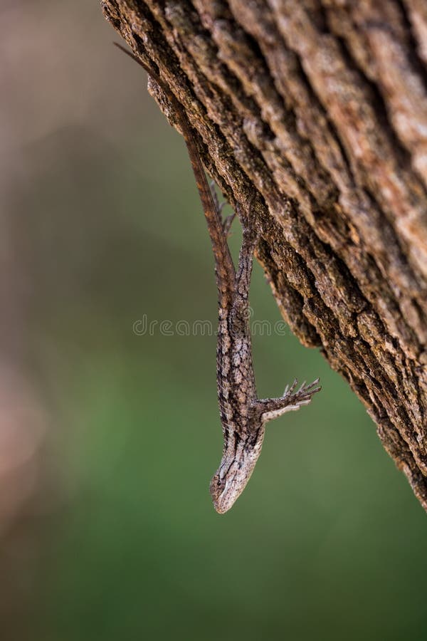 120 Texas Spiny Lizard Photos - Free & Royalty-Free Stock Photos from ...