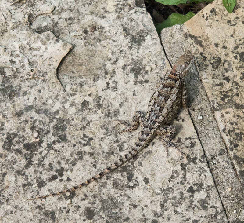 Texas Spiny Lizard Overhead Stock Image - Image of nature, jagged ...