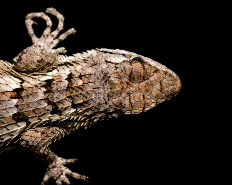 Texas Spiny Lizard Sceloporus Olivaceus on Black Stock Image - Image of ...