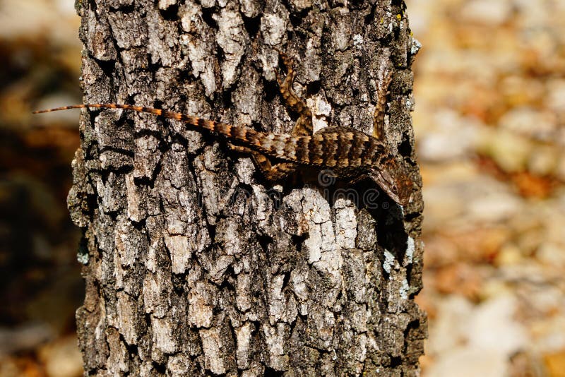 A Texas Spiny Lizard on a Tree Stock Photo - Image of lizard, wildlife ...