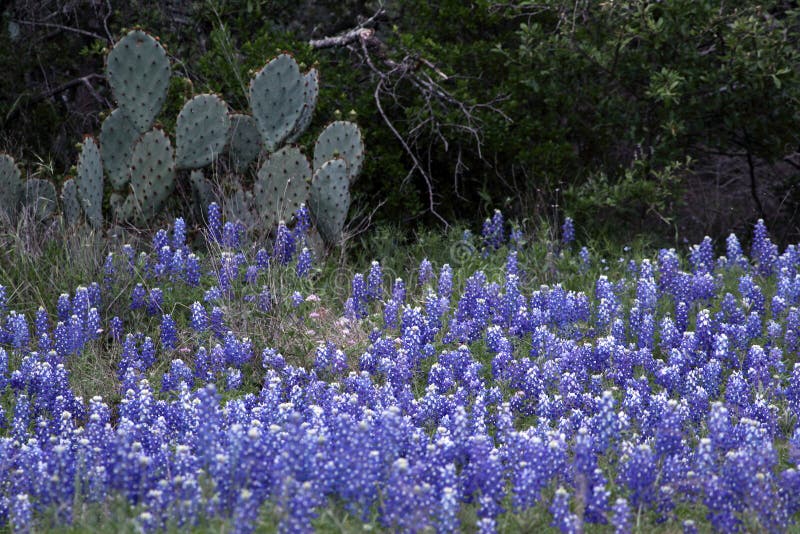 Texas Spring Bluebonnets stock image. Image of texas - 52723337