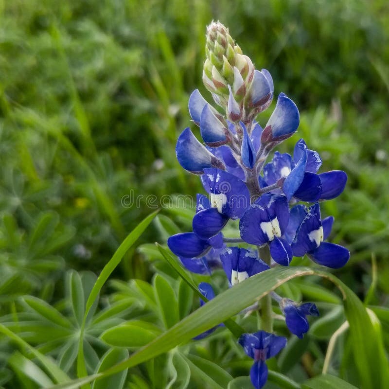 Texas State Flower Bluebonnets Stock Photo - Image of lilac, produce ...