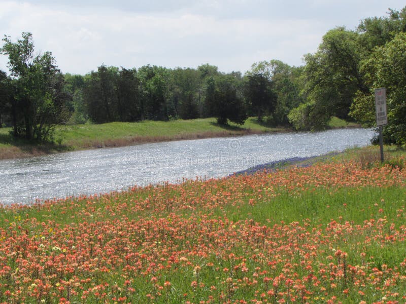 Texas Stream with Spring Flowers and Trees Stock Photo - Image of ...