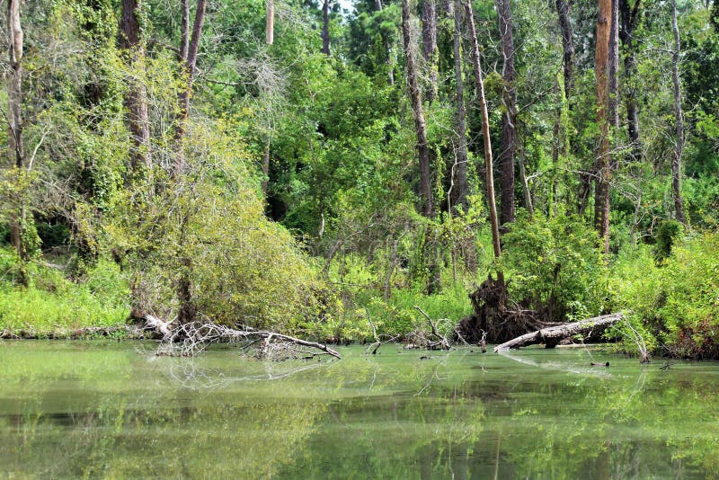 Texas summer swamp stock photo. Image of texas, swamp - 123699124