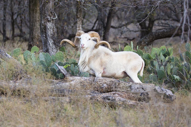 Texas Tall Ram enorme foto de archivo. Imagen de campo - 82900228