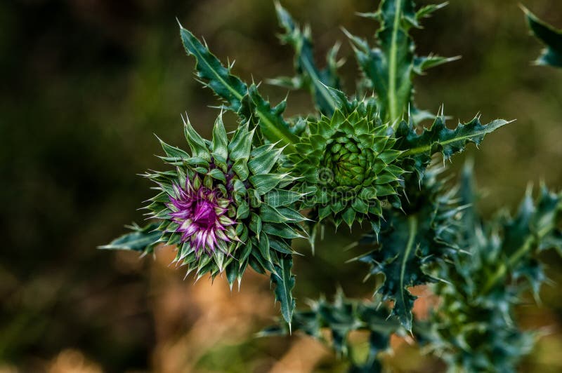 Texas Thistle flower stock photo. Image of blossom, closeup - 147452240