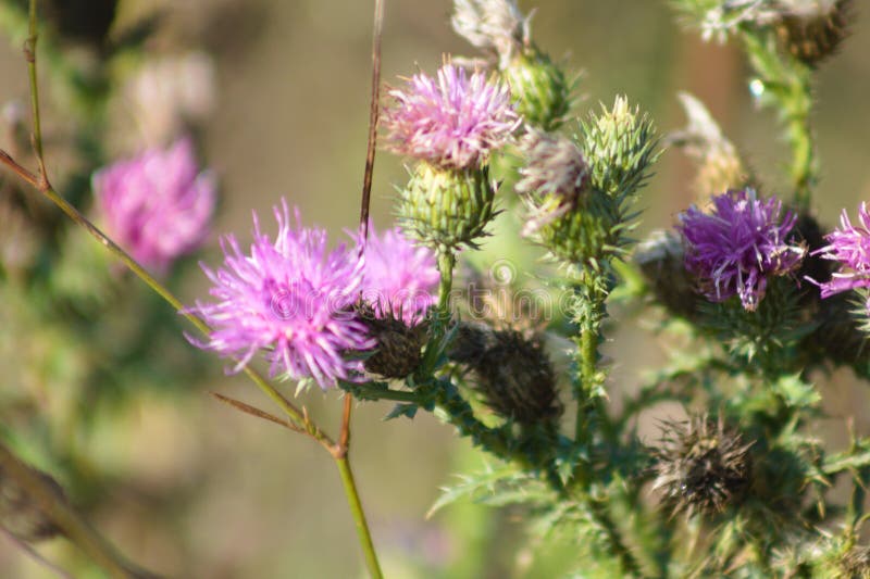 Texas Thistle Bloom Cirsium Texanum Stock Photo - Image of green ...