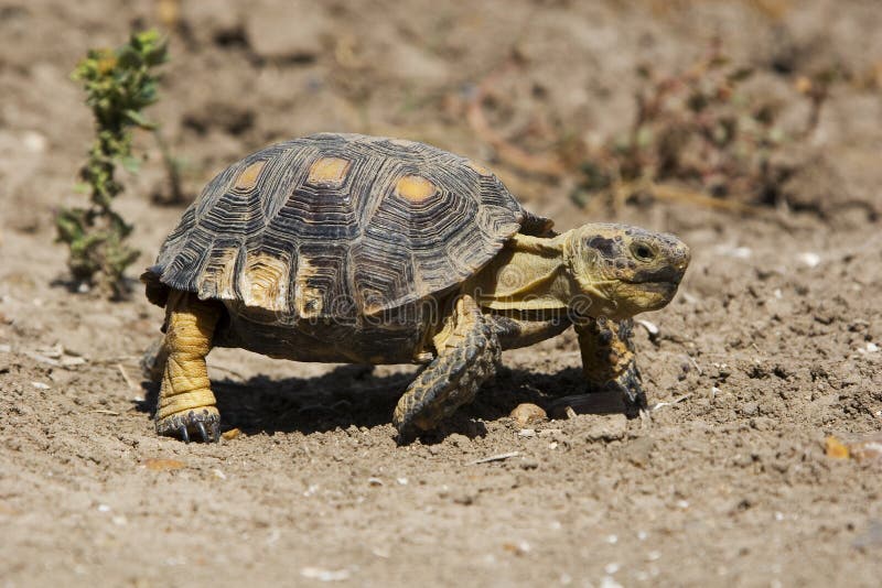 Texas tortoise stock photo. Image of arid, fulbright, state - 6250672