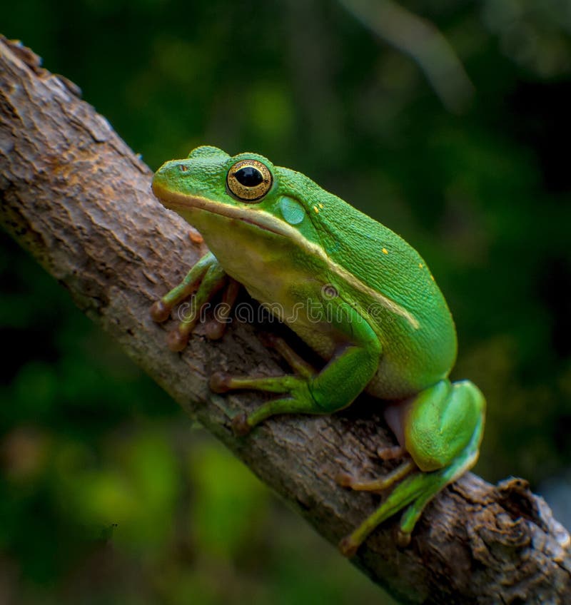 Texas Tree Frog stock image. Image of amphibian, swamp - 393650441