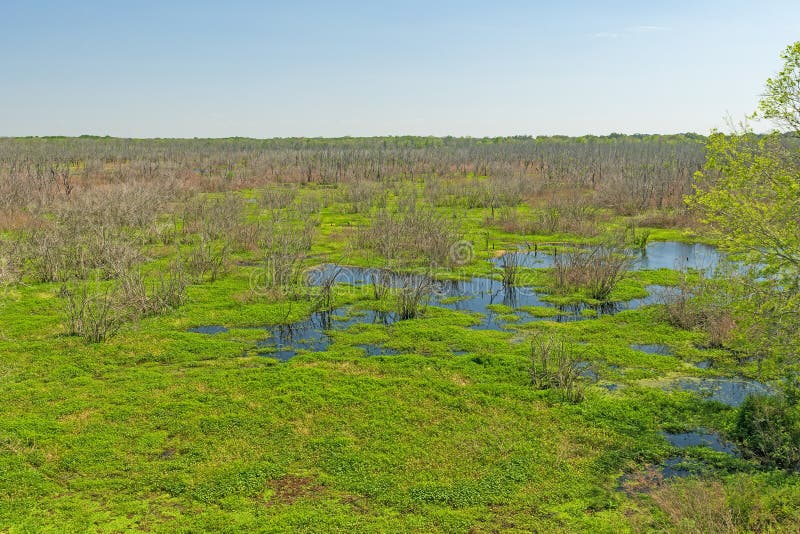 Texas Wetland Panorama in Early Spring Stock Image - Image of dramatic ...