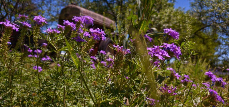Texas Wildflowers in Bloom during Spring. Stock Image - Image of spring ...