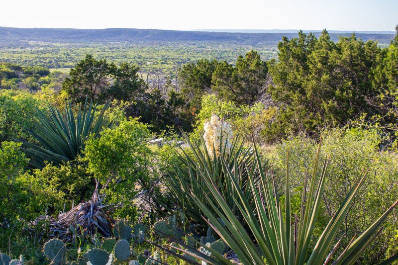 Texas Yucca Madrensis Plant with Views of the Texas Hill Country Stock ...