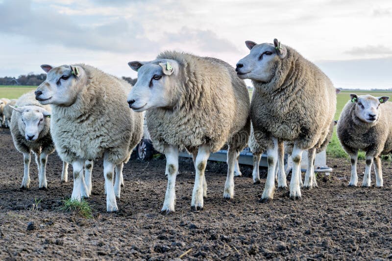 Texel sheep stock photo. Image of meadow, farming, farm - 132436396