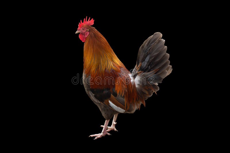Banty Rooster Stock Photos - Free & Royalty-Free Stock Photos from ...