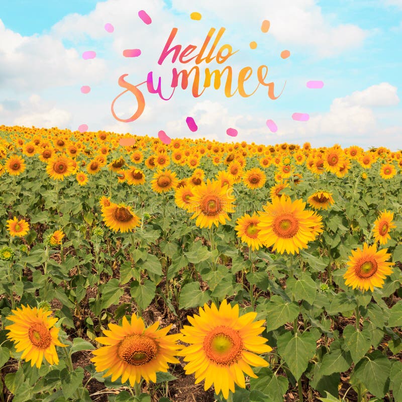 Summer Sunflower Field. Field Of Sunflowers With Blue Sky. A Sunflower ...