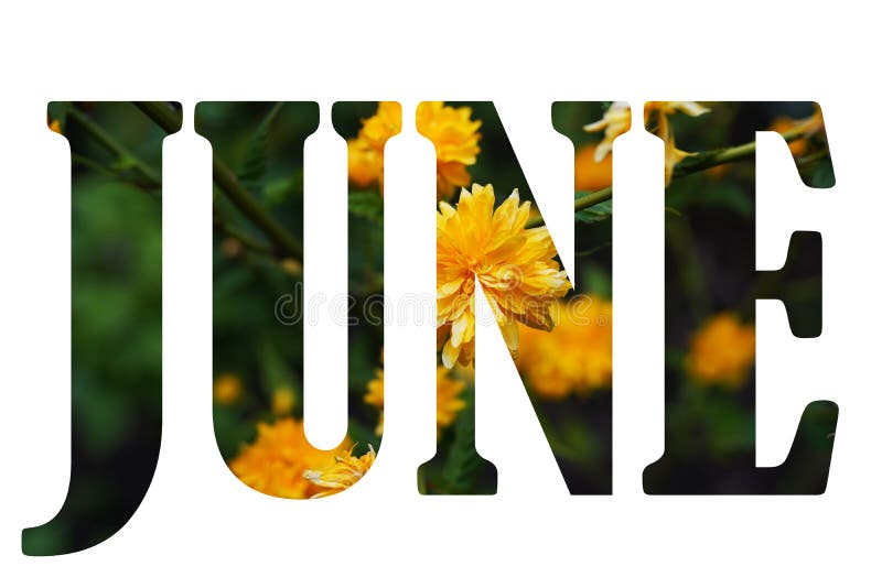 Hello June Sunflower Stock Photos - Free & Royalty-Free Stock Photos ...