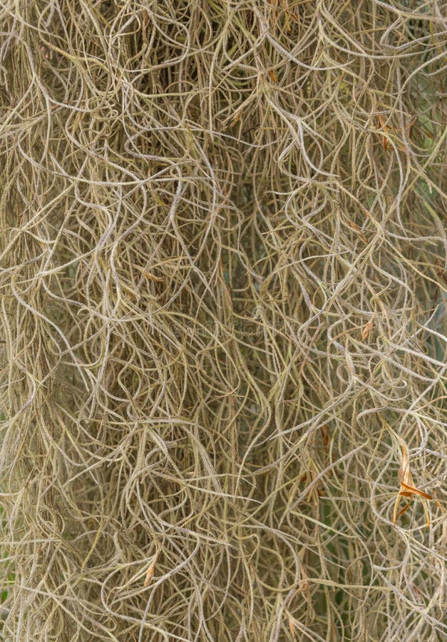 Spansk Mossa I Live Oak Trees Arkivfoto - Bild av grus, väg: 82016936